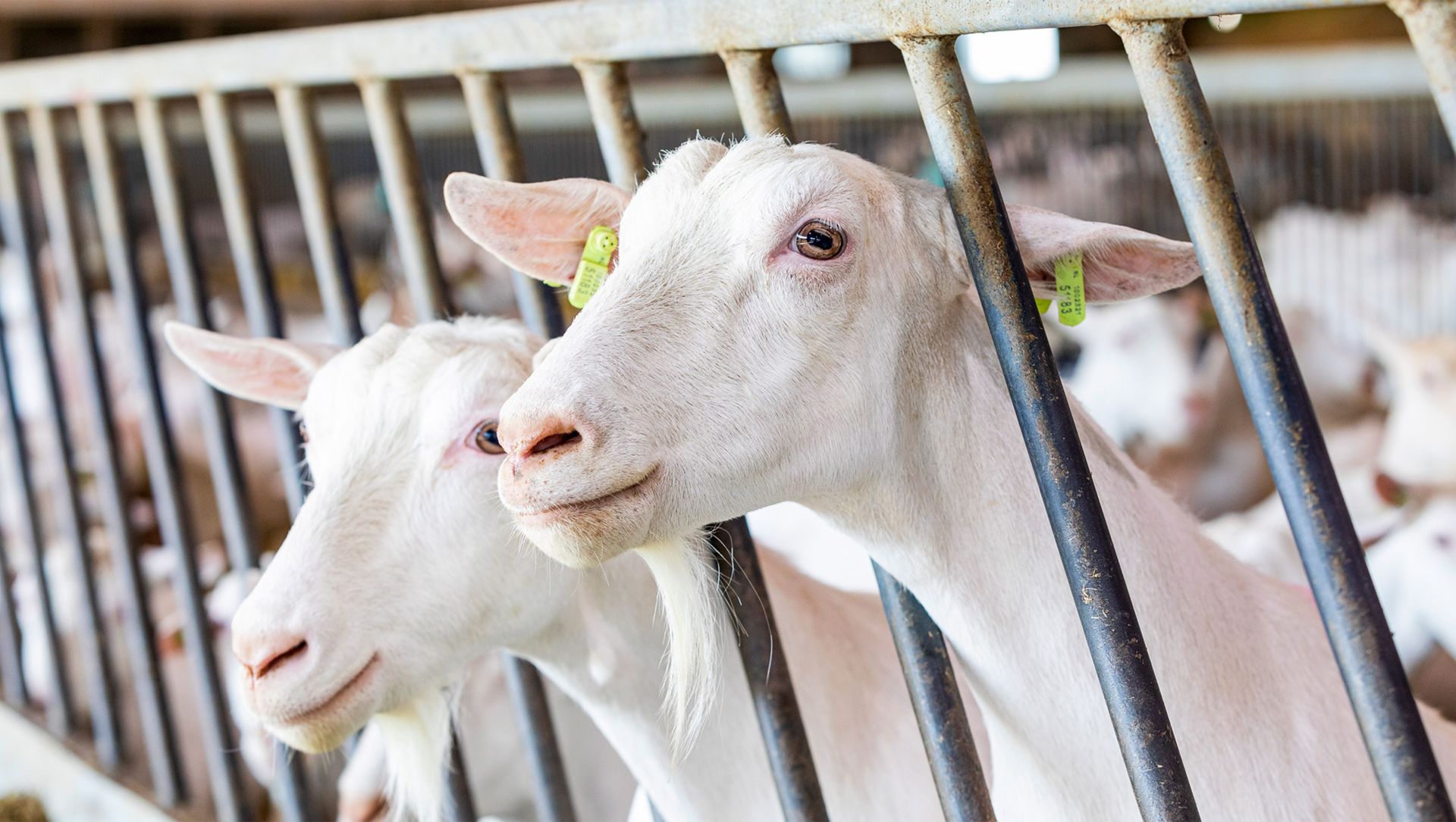 Producten op basis van geitenmelk | Emmi Nutritional Solutions
